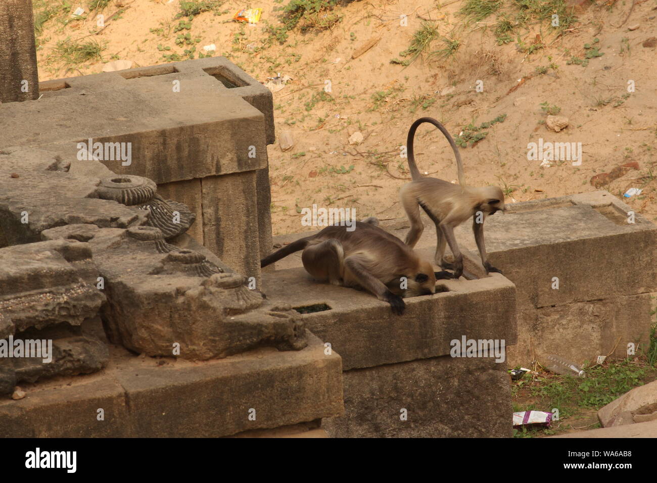 Monkey group hi-res stock photography and images - Alamy