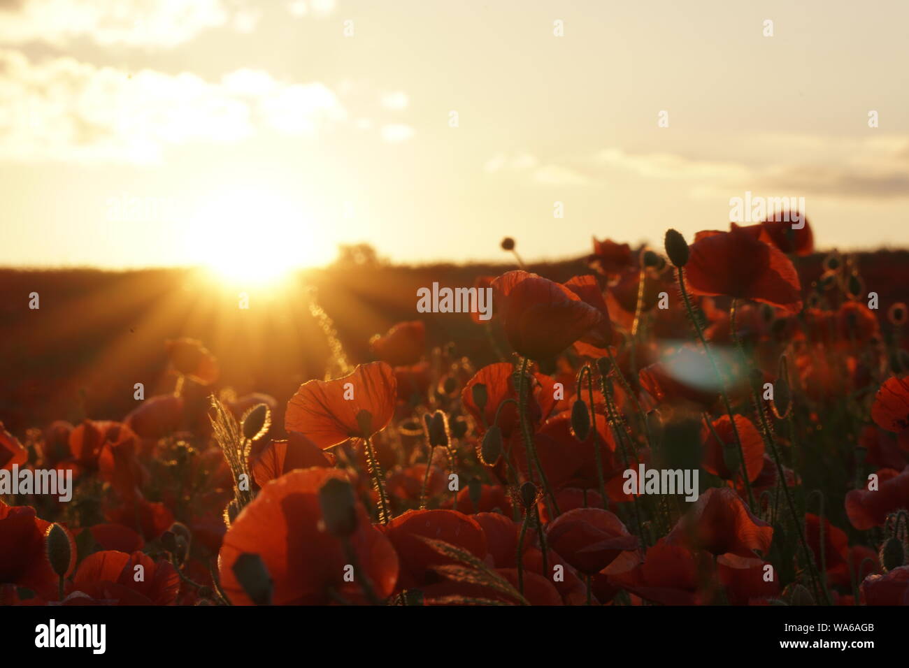 Field full of red poppy papaver hi-res stock photography and images - Alamy