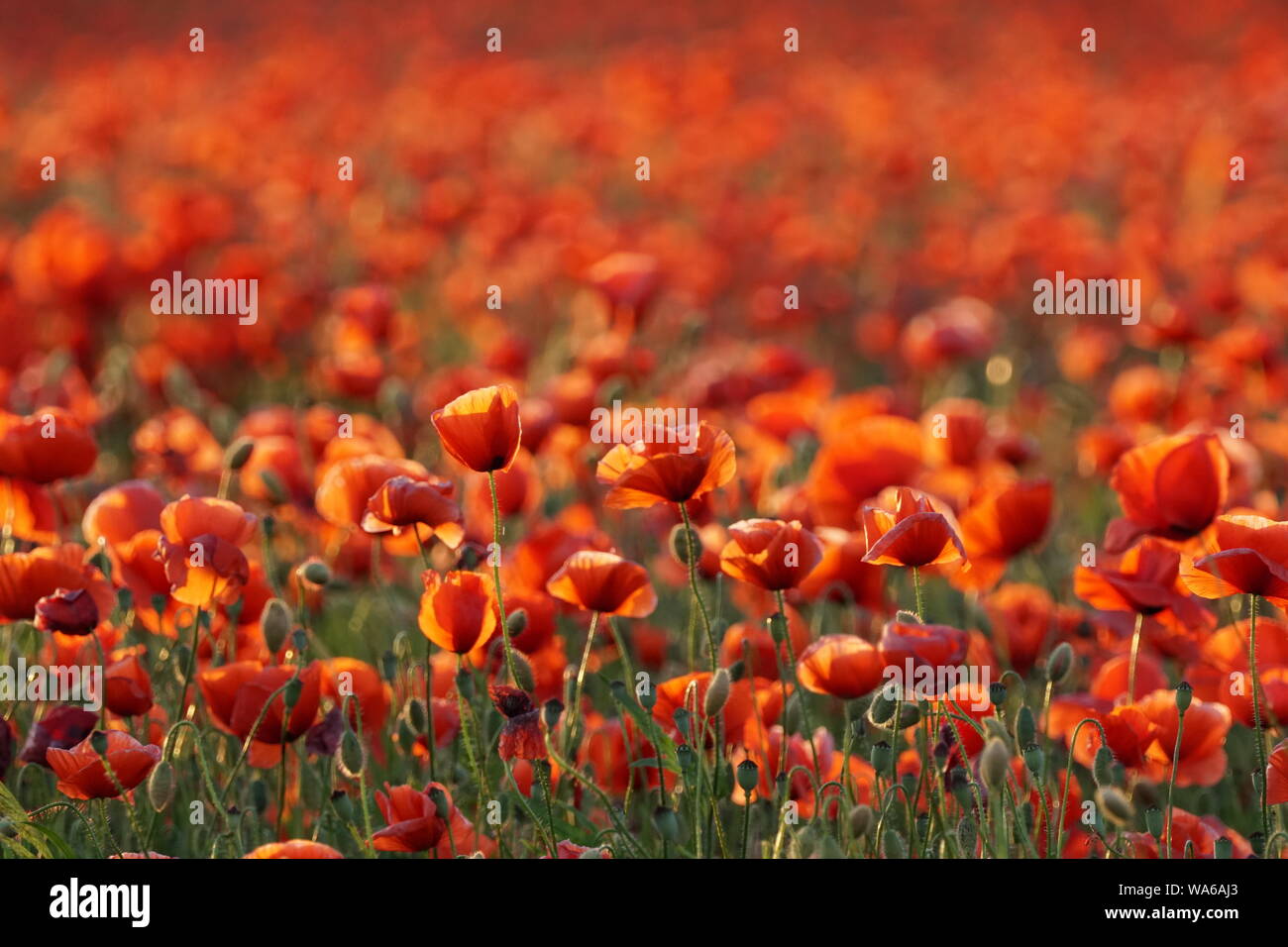 Field full of red poppy papaver hi-res stock photography and images - Alamy