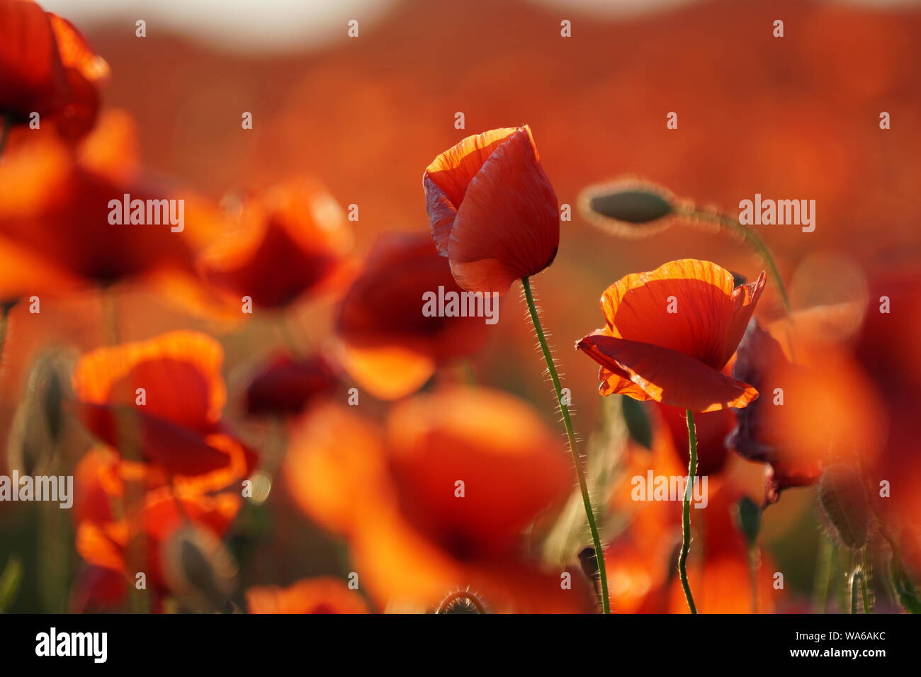 Red poppy field hi-res stock photography and images - Alamy