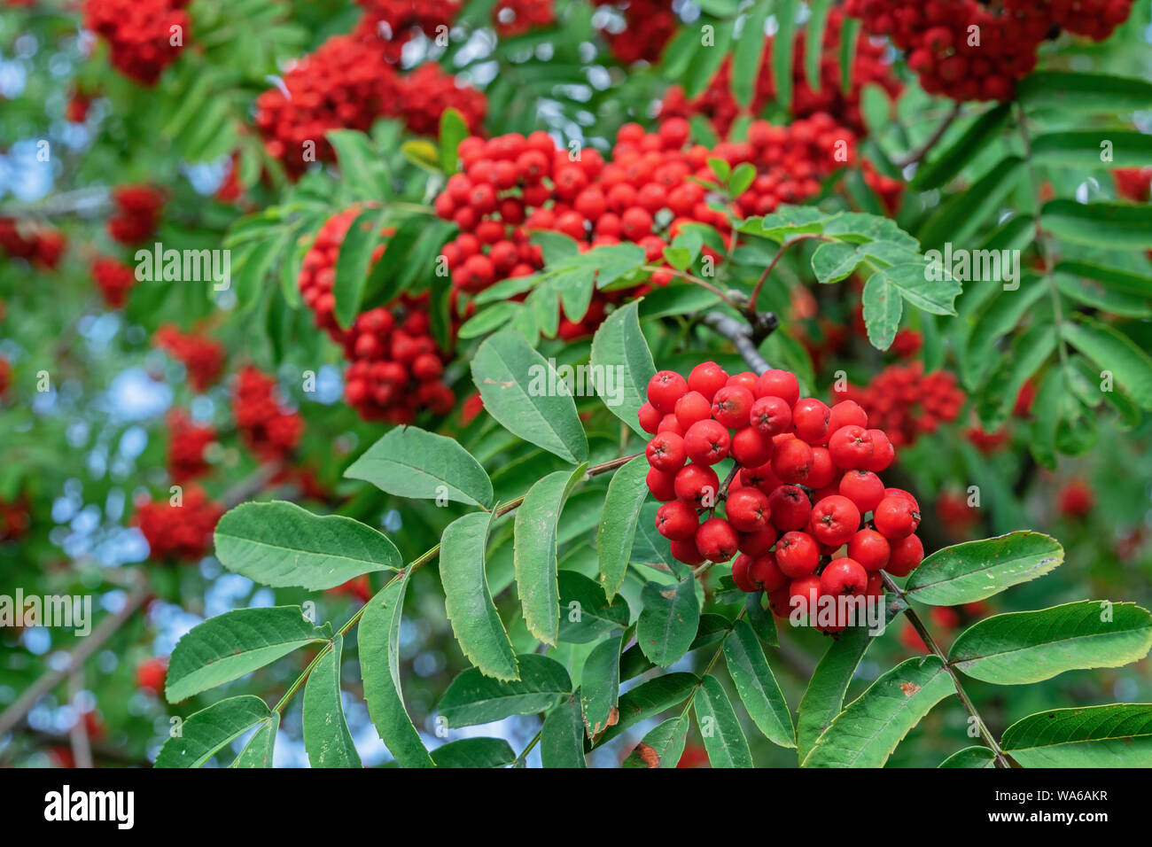 Ordinary rowan hi-res stock photography and images - Alamy