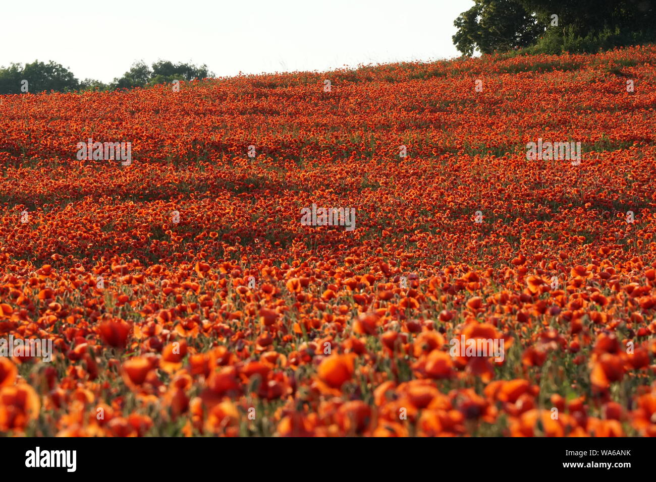 Field full of red poppy papaver hi-res stock photography and images - Alamy