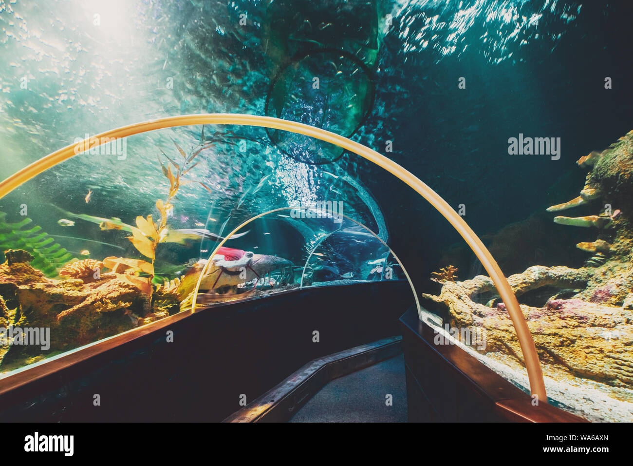 Underwater Tunnel In Oceanarium. Attraction Stock Photo - Alamy