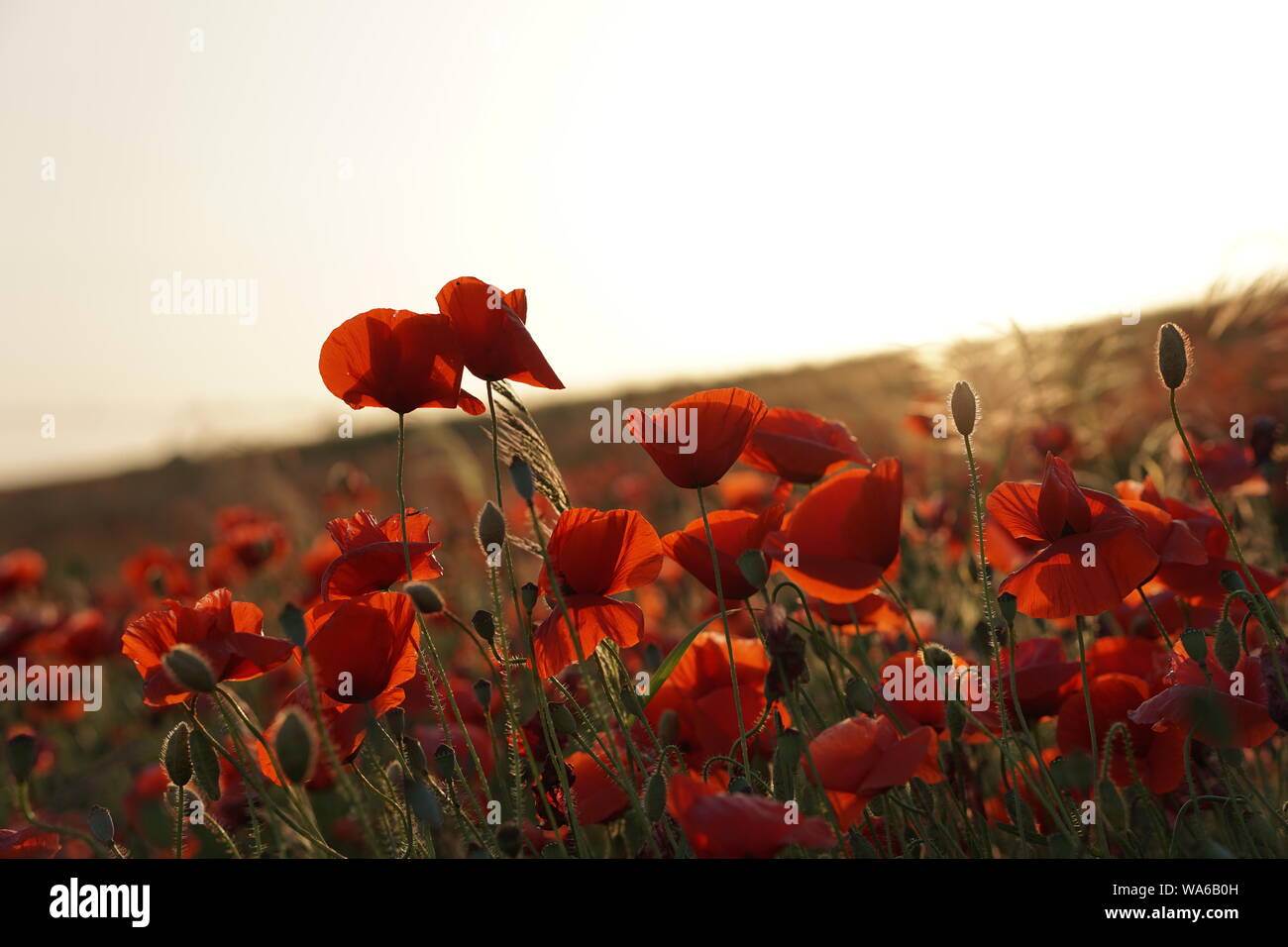 Red poppy field sunset hi-res stock photography and images - Alamy