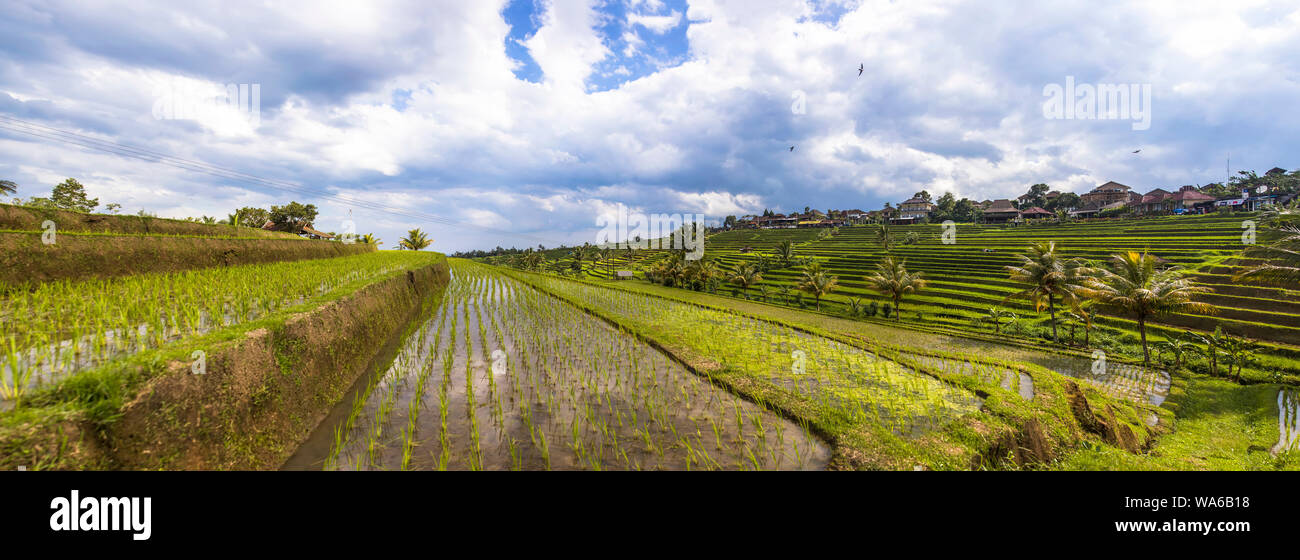 Rice fields of Jatiluwih in southeast Bali, Indonesia Stock Photo - Alamy