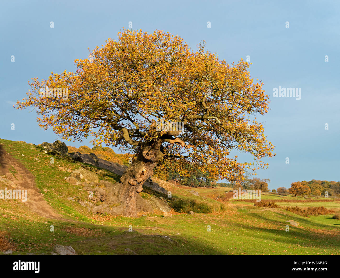 Old English Oak In Autumn Leaves High Resolution Stock Photography and ...