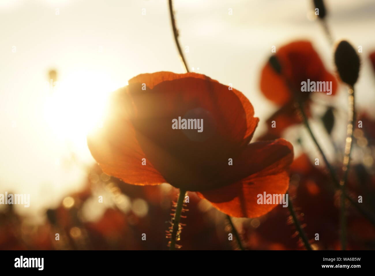 Red poppy field sunset hi-res stock photography and images - Alamy