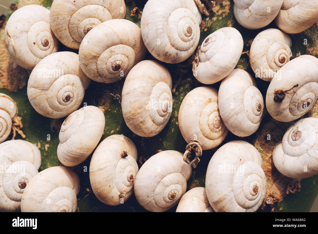 White snail shells background. Large group of snails in the summer ...