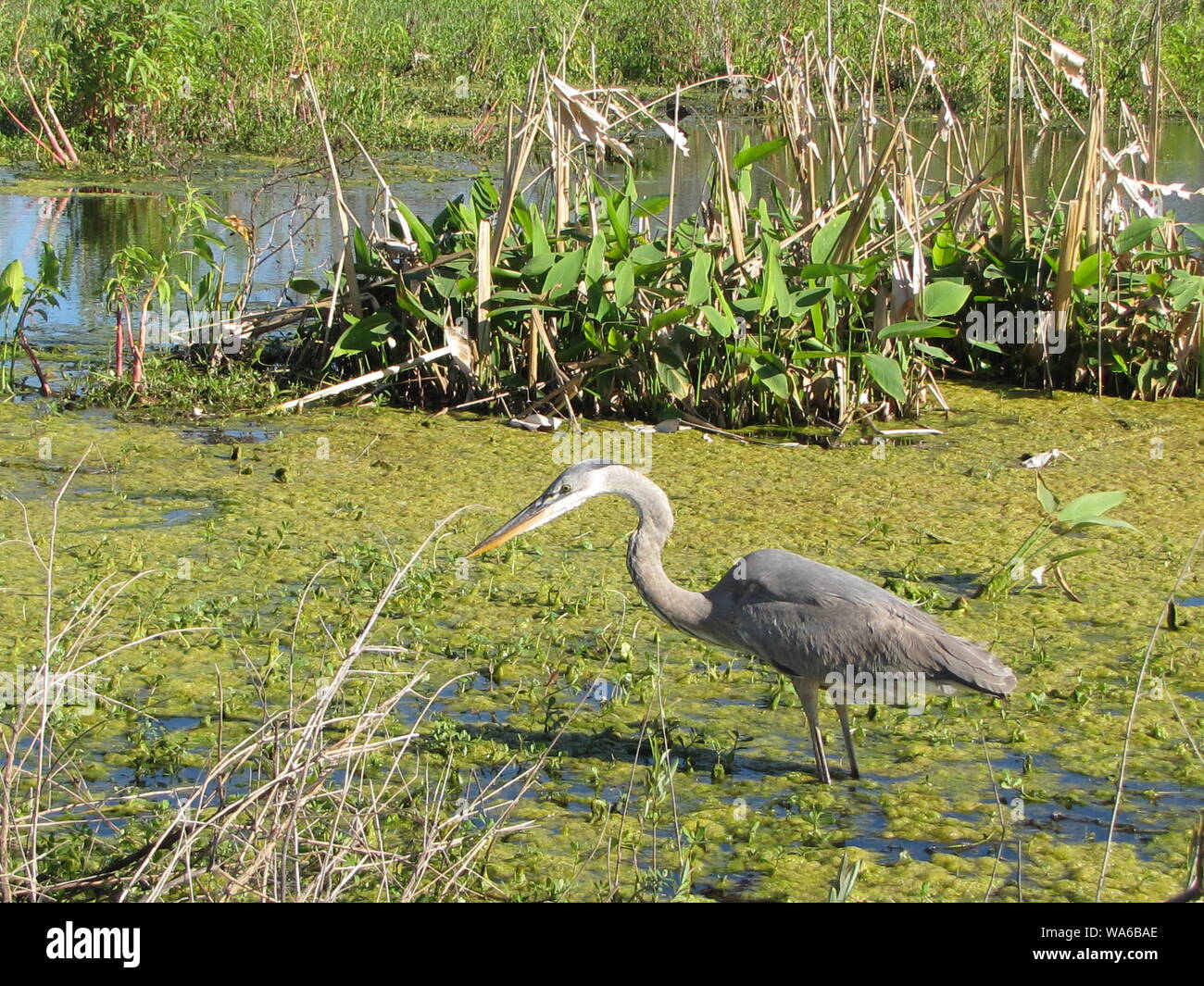 This wildlife picture of a Great Blue Heron was taken in central ...