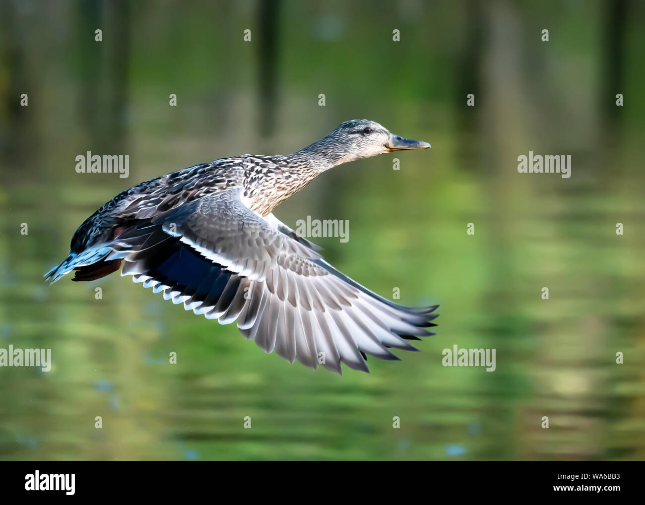 mallard duck flying close up Stock Photo - Alamy
