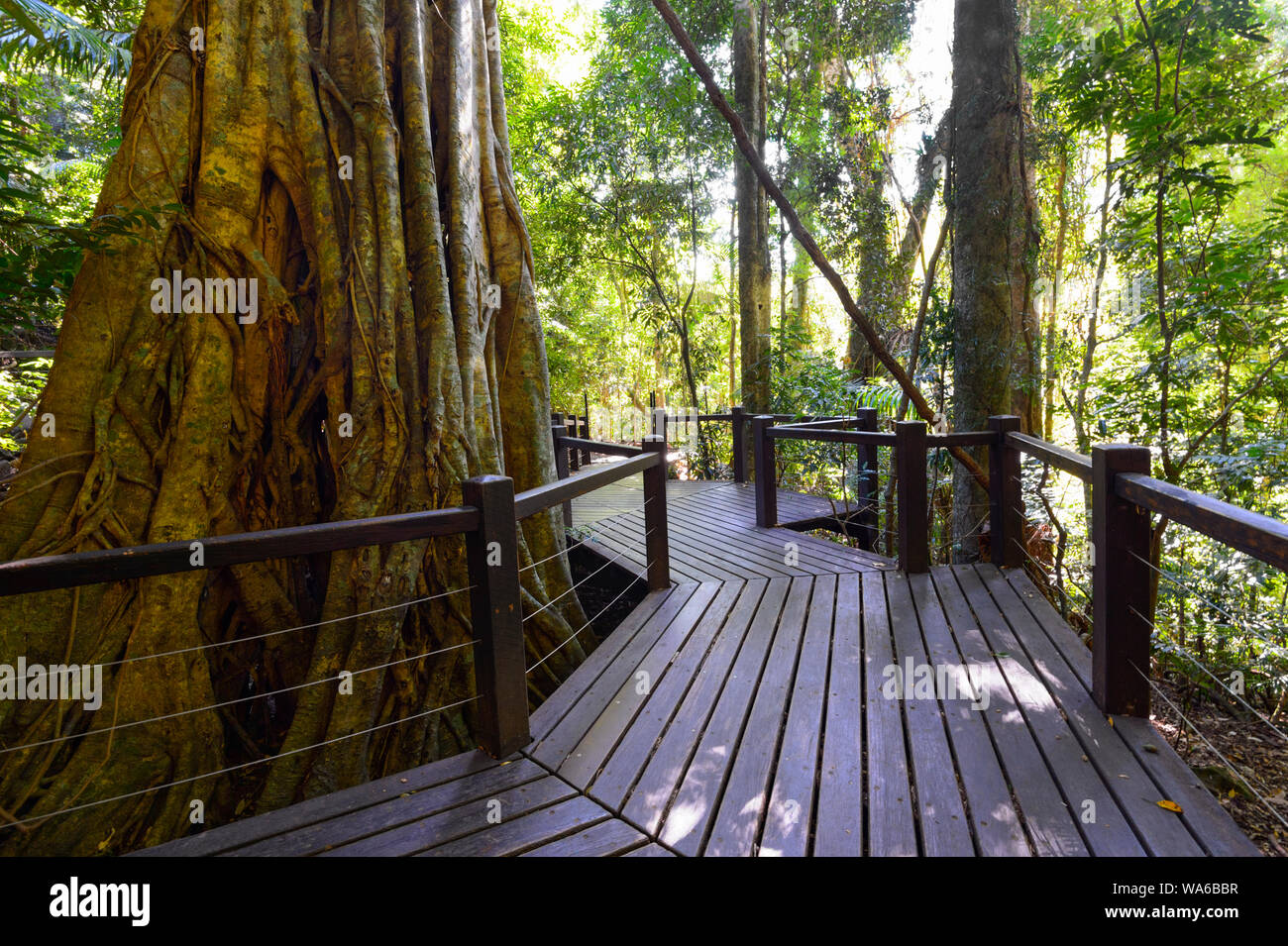 Sub tropical tree trees hi-res stock photography and images - Alamy