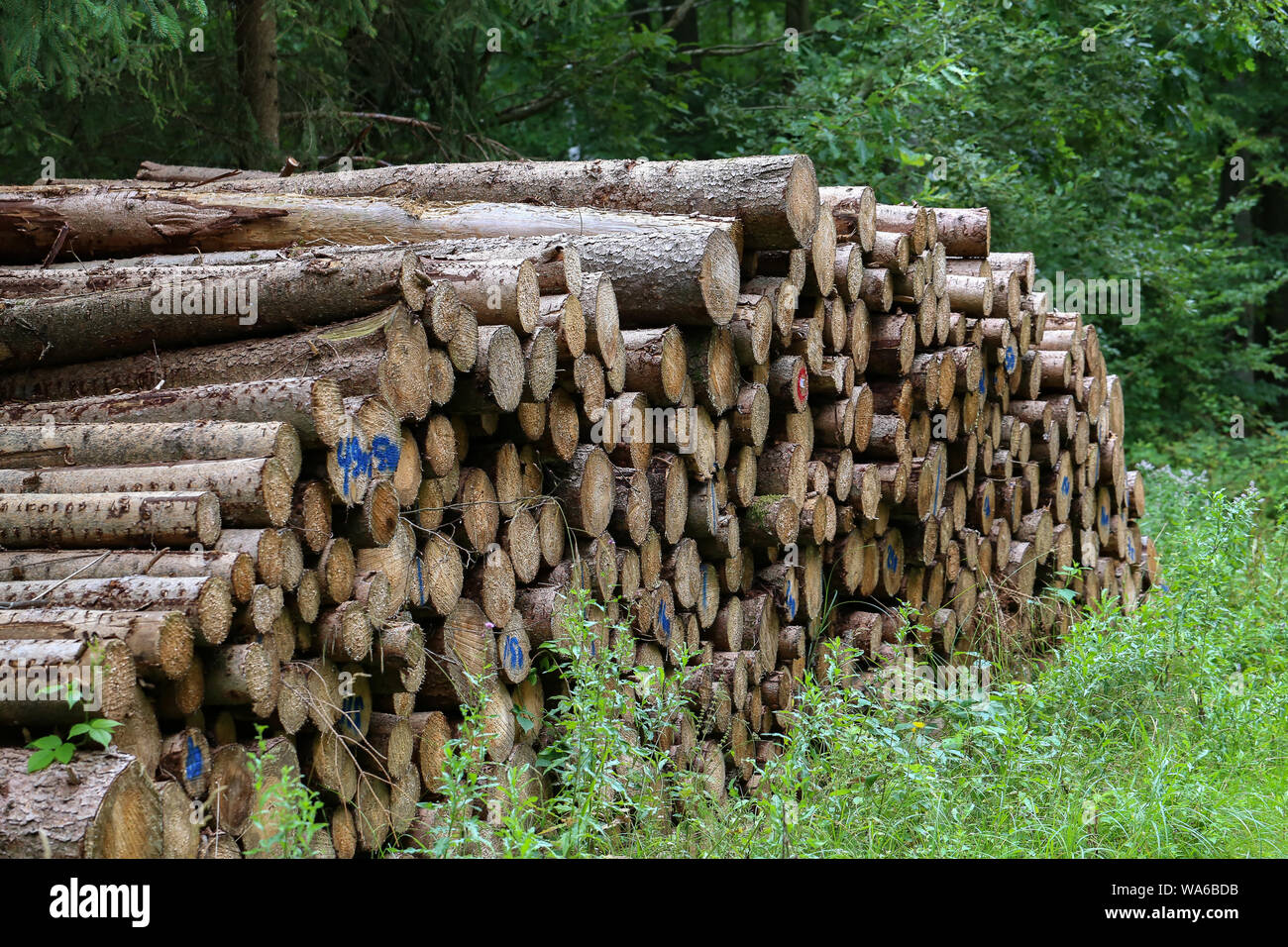 Timber industry. Cut tree trunks in the forest, Europe Stock Photo - Alamy