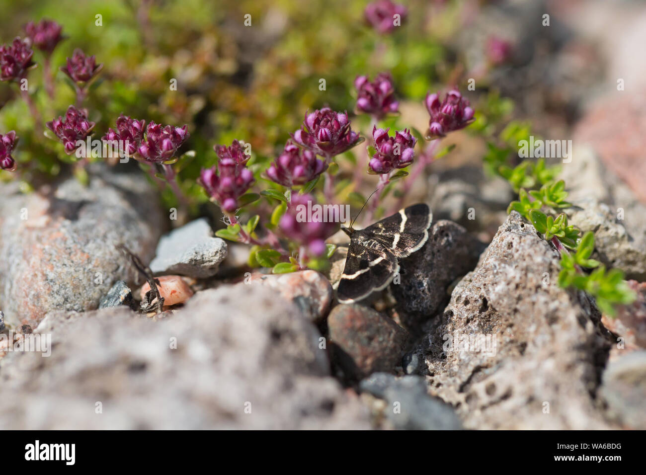 Pyraloid moth hi-res stock photography and images - Alamy