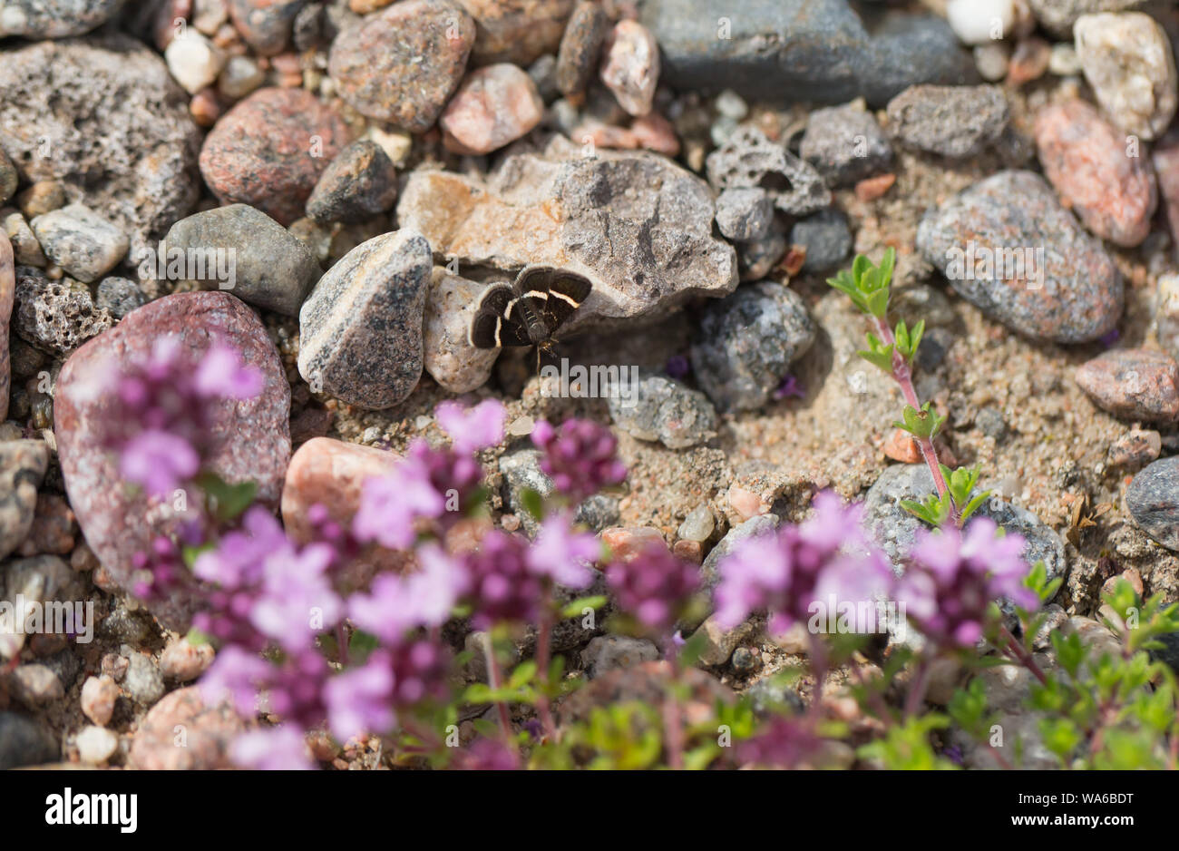 Pyraloid moth hi-res stock photography and images - Alamy