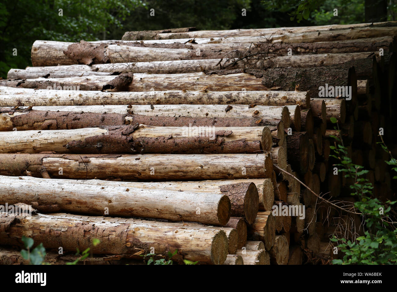 Timber industry. Cut tree trunks in the forest, Europe Stock Photo - Alamy