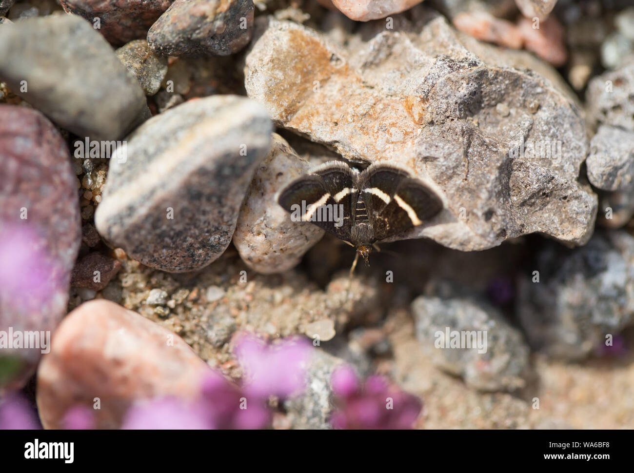 Pyraloid moth hi-res stock photography and images - Alamy