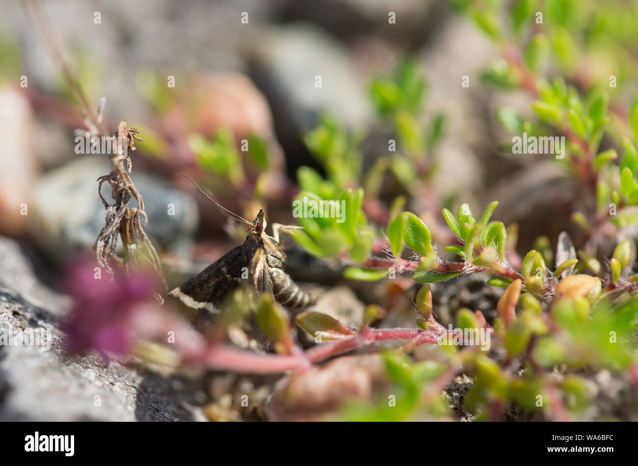 Pyraloid moth hi-res stock photography and images - Alamy
