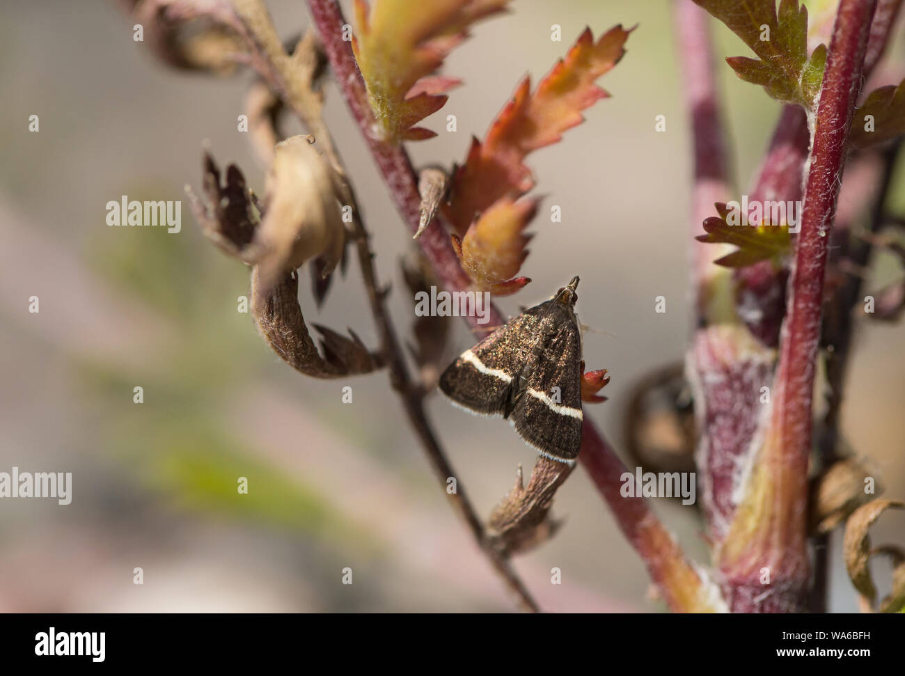 Pyraloid moth hi-res stock photography and images - Alamy