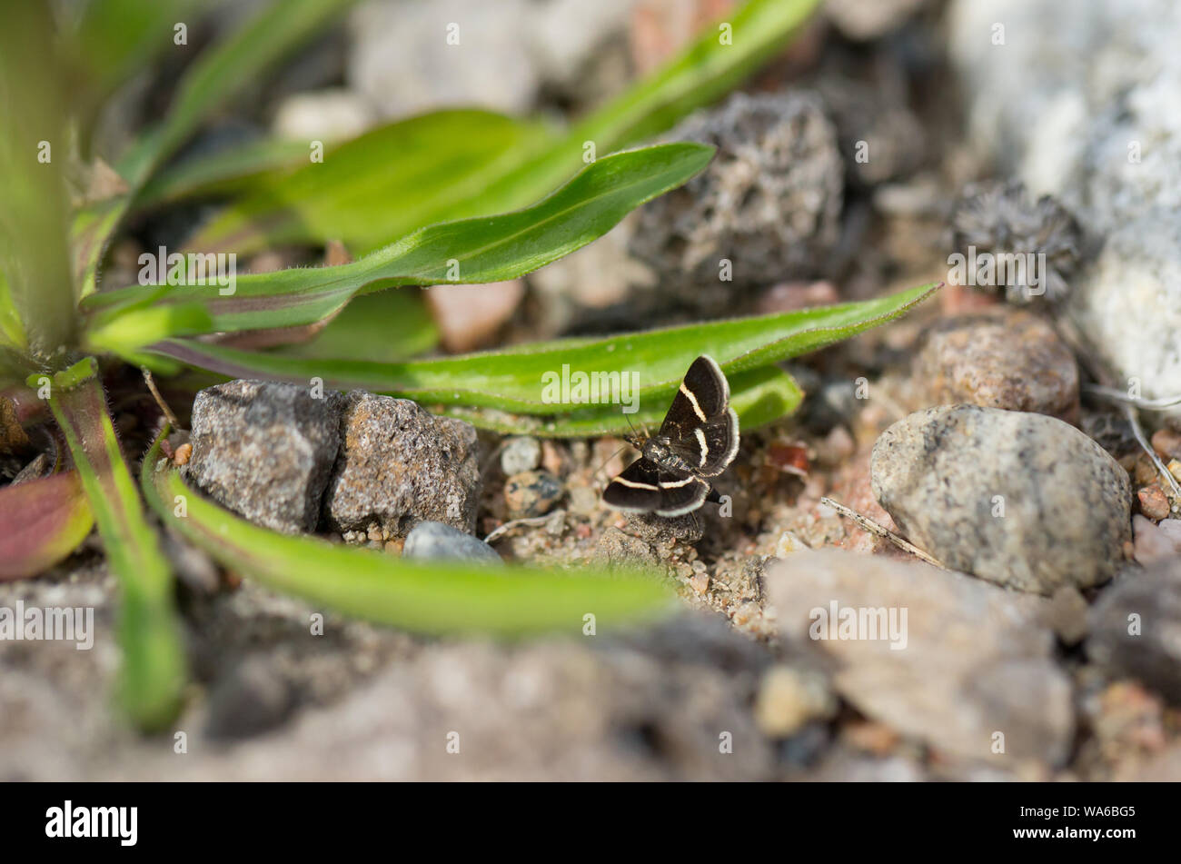 Pyraloid moth hi-res stock photography and images - Alamy