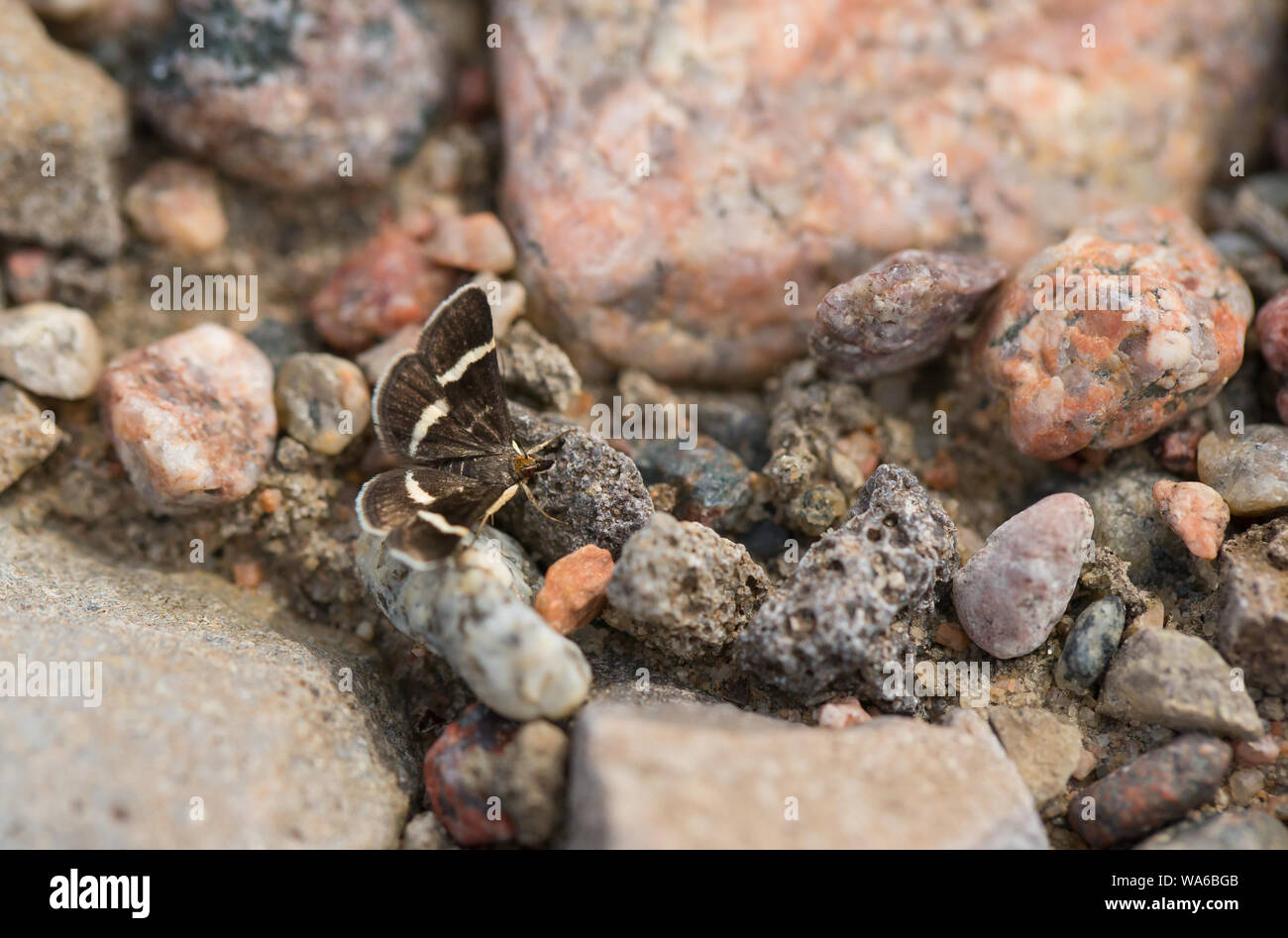 Pyraloid moth hi-res stock photography and images - Alamy
