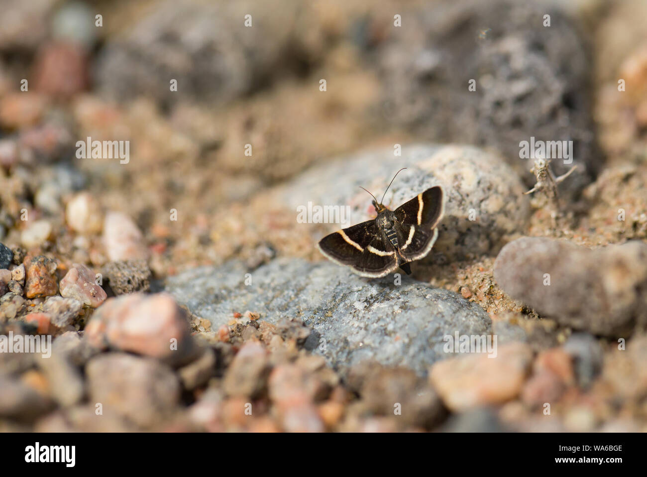Pyraloid moth hi-res stock photography and images - Alamy
