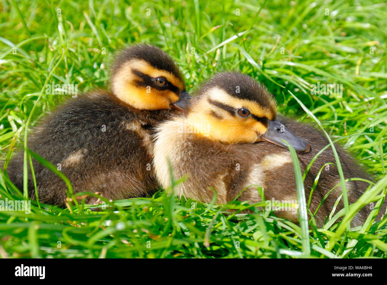 2 Mallard ducklings sat in grass at Woodlesford Canal in Leeds Stock ...