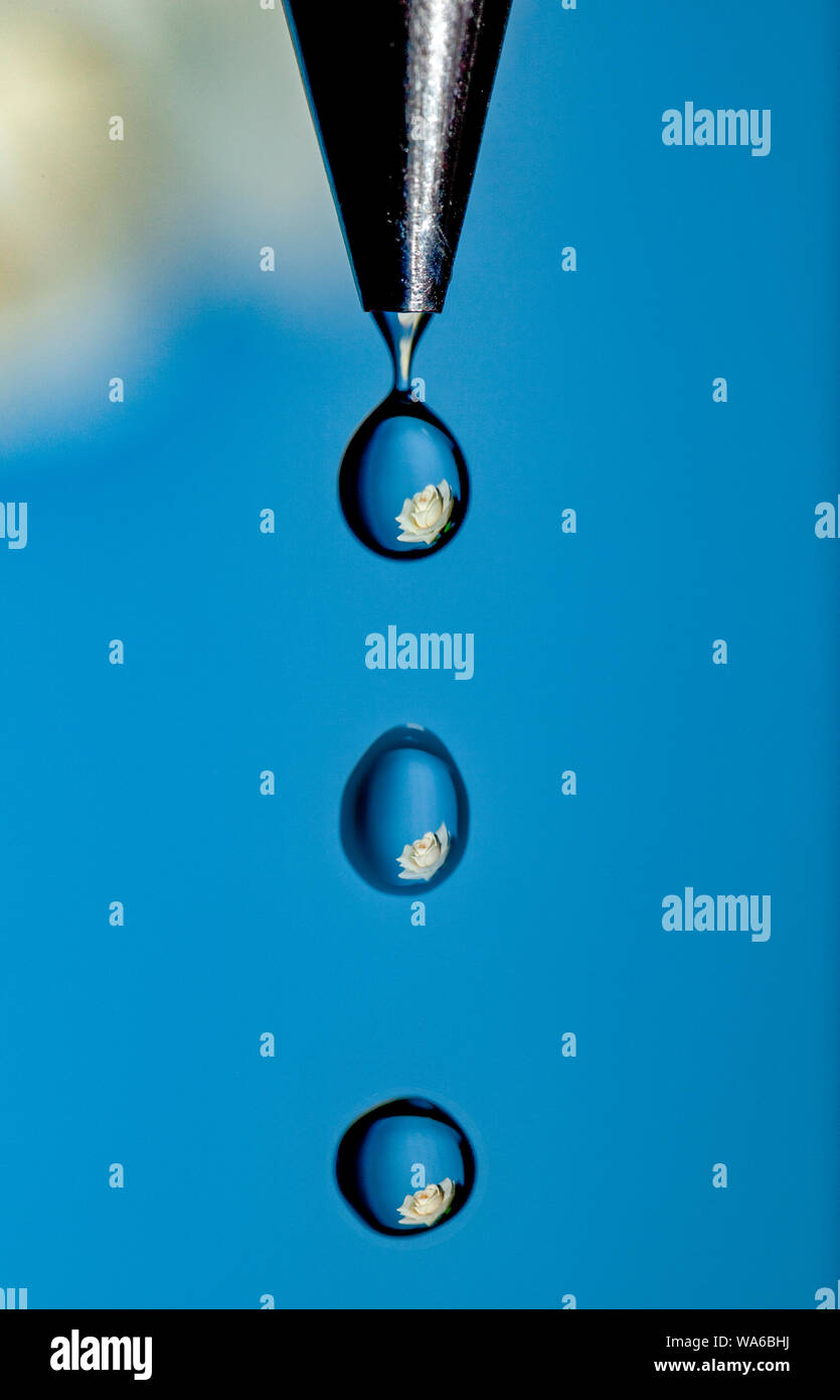 Drop falling from rose hi-res stock photography and images - Alamy