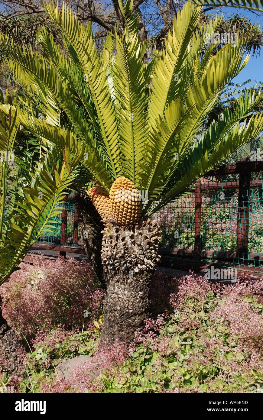 Cycadales hi-res stock photography and images - Alamy