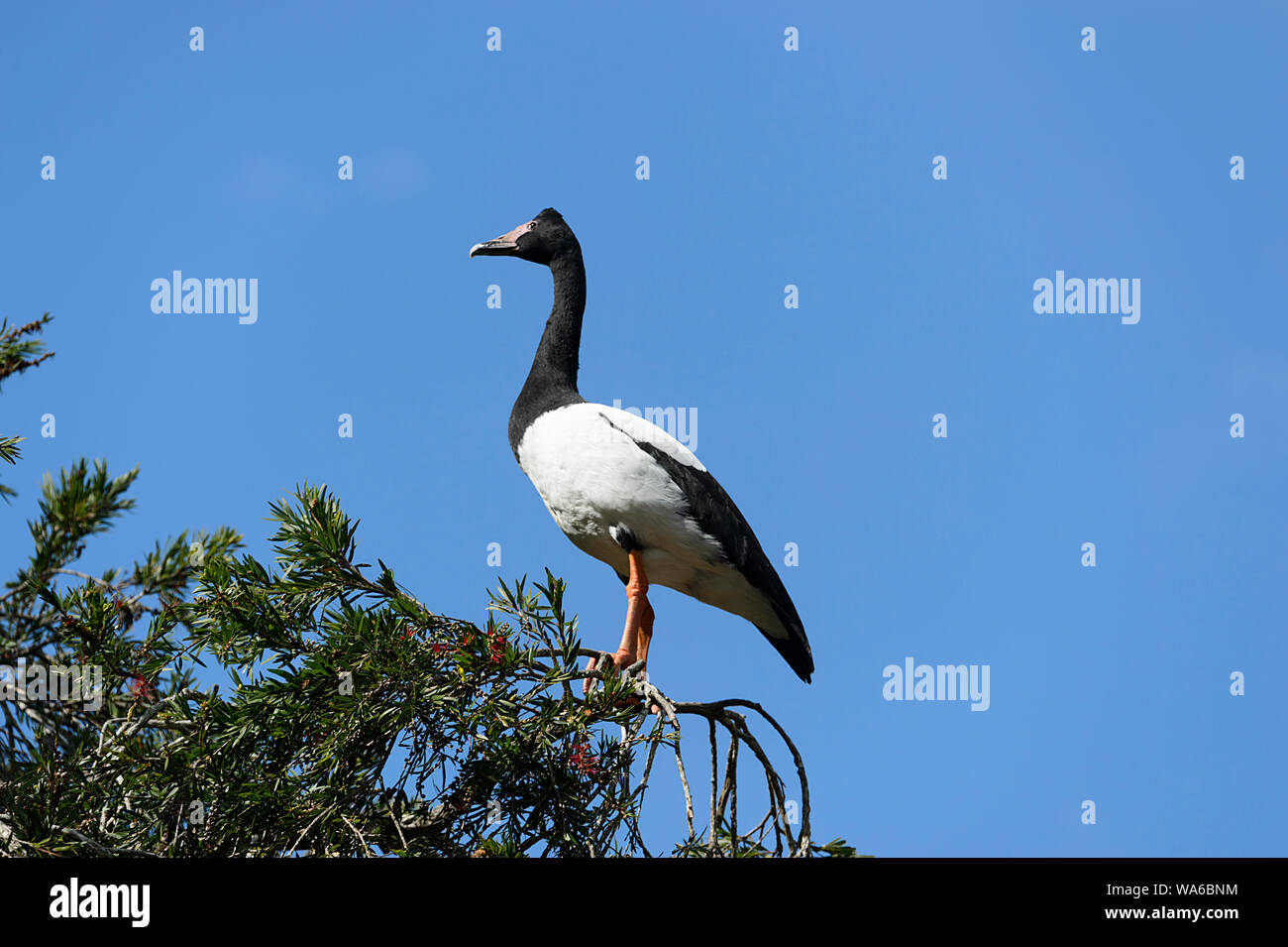 Australian goose hi-res stock photography and images - Alamy