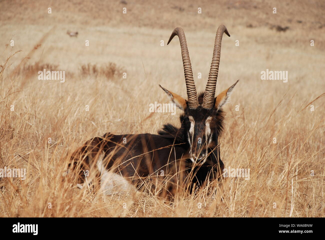 A Sable Antelope (Hippotragus niger Stock Photo - Alamy