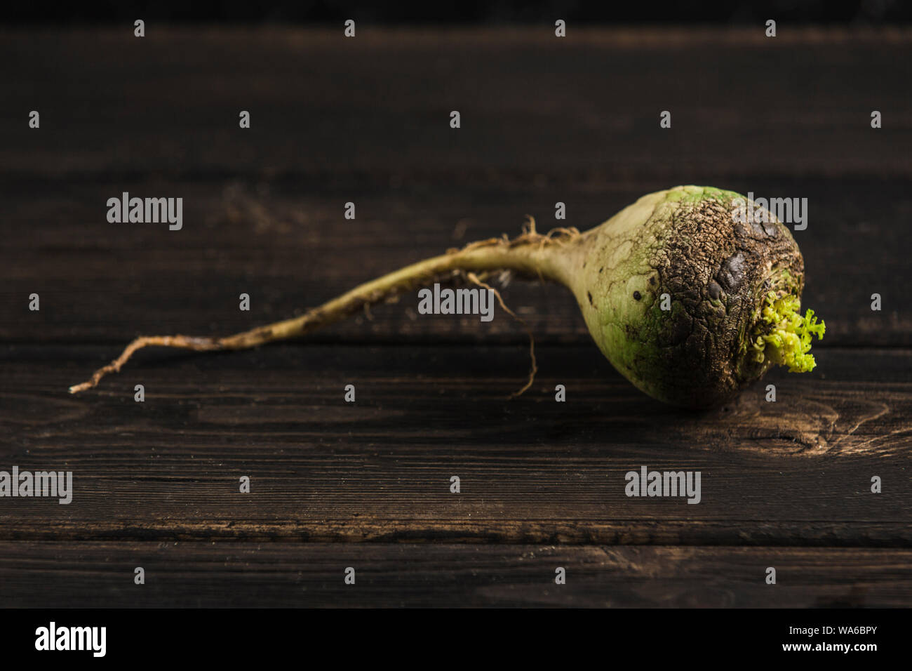 Ugly vegetable green radish with sprouts on a dark wooden natural ...