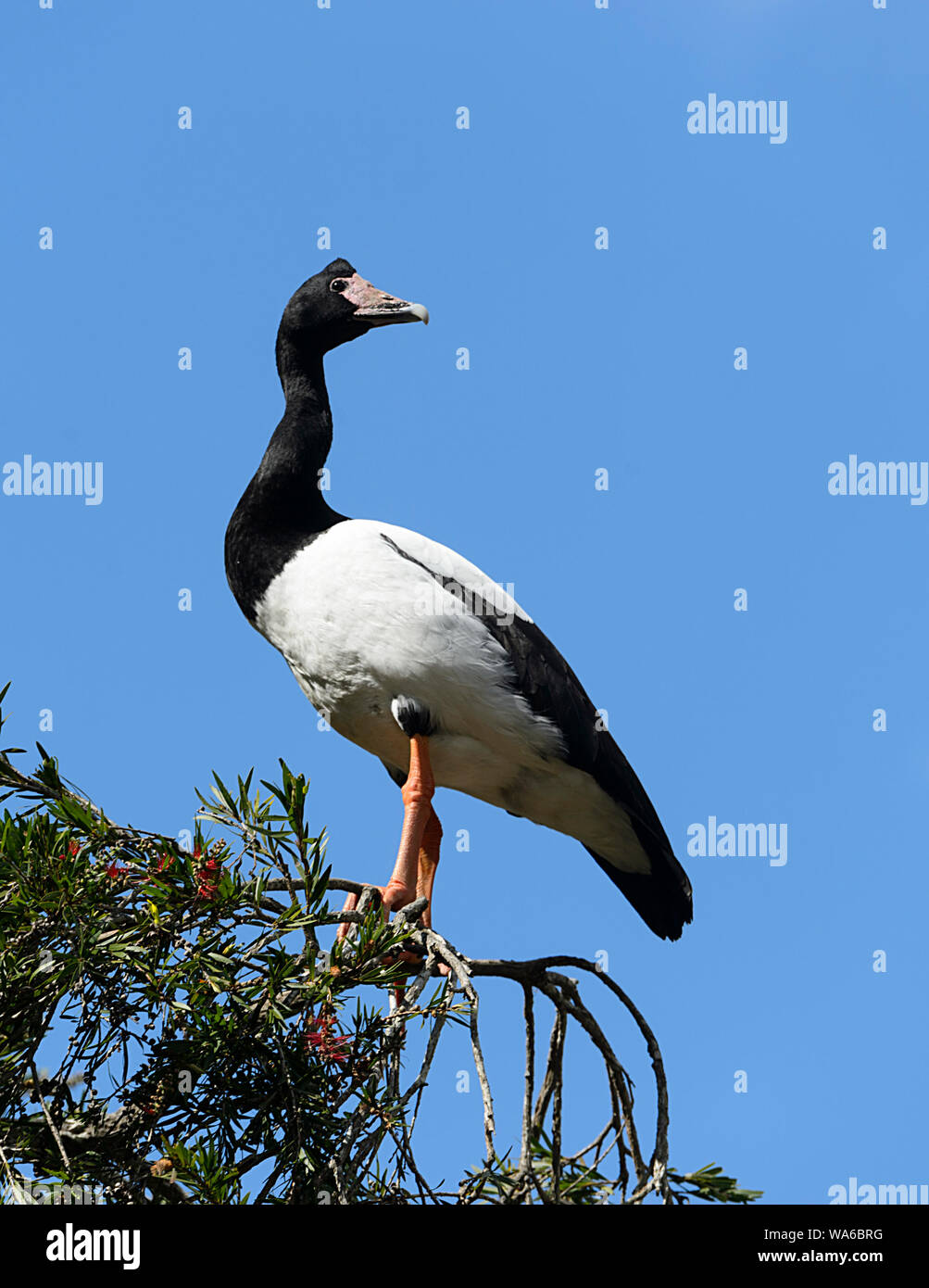 Vertical view of a Magpie Goose (Anseranas semipalmata) perched in a ...