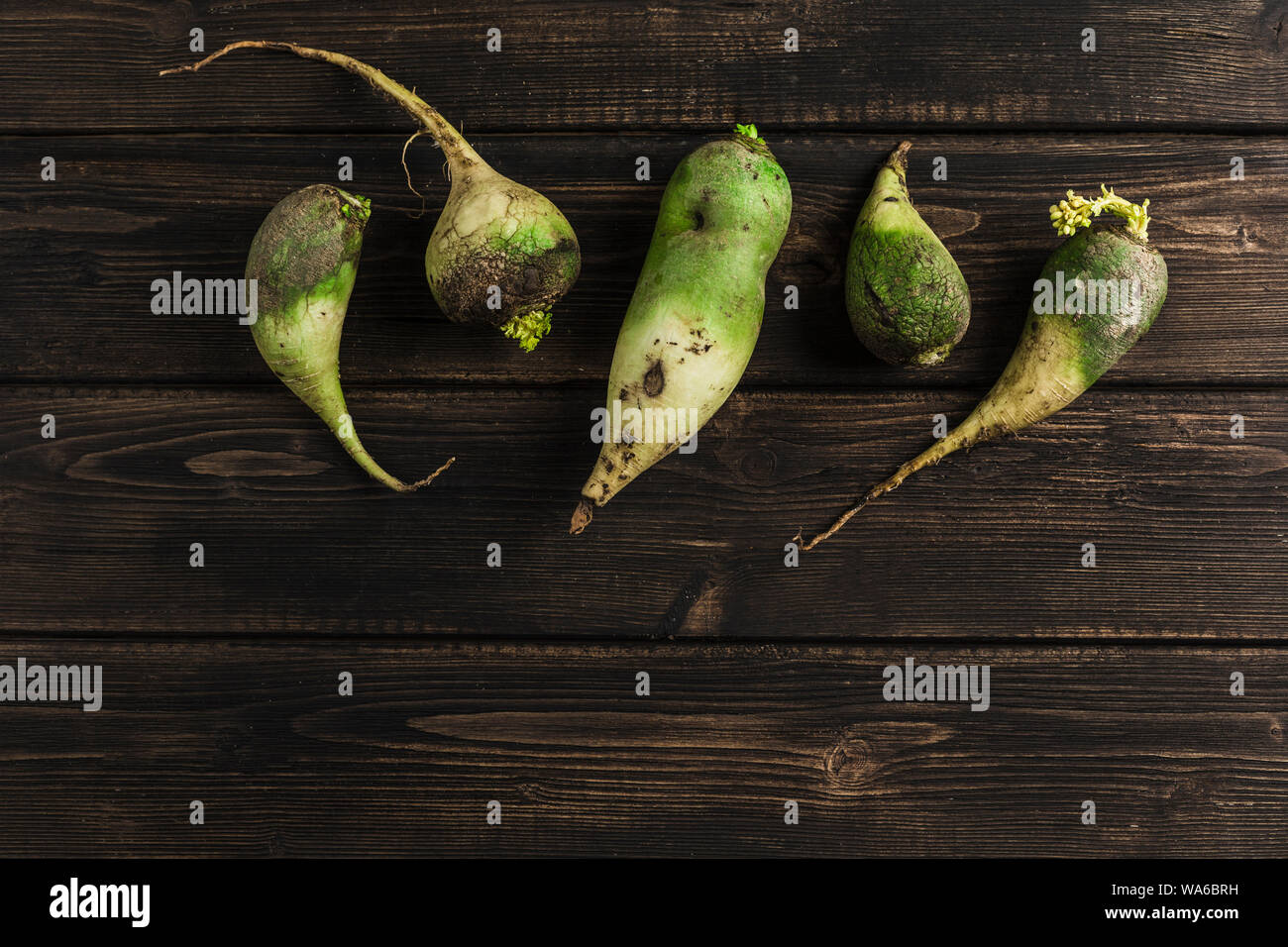 Ugly vegetable green radish with sprouts on a dark wooden natural ...