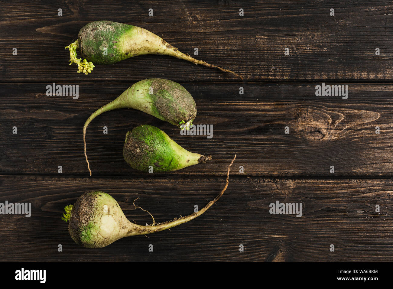 Ugly vegetable green radish with sprouts on a dark wooden natural ...