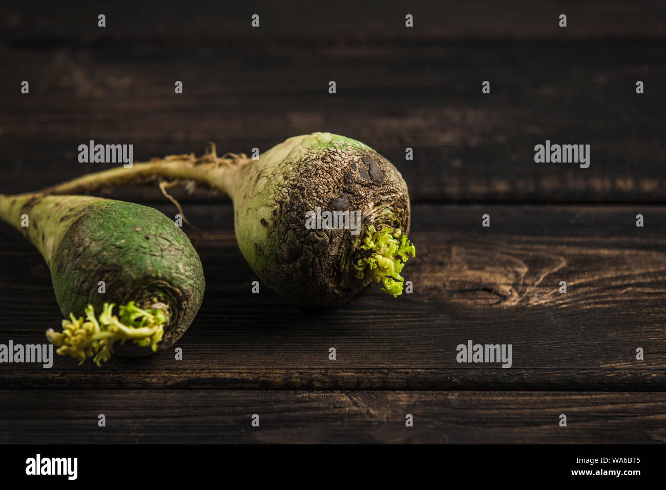 Ugly vegetable green radish with sprouts on a dark wooden natural ...