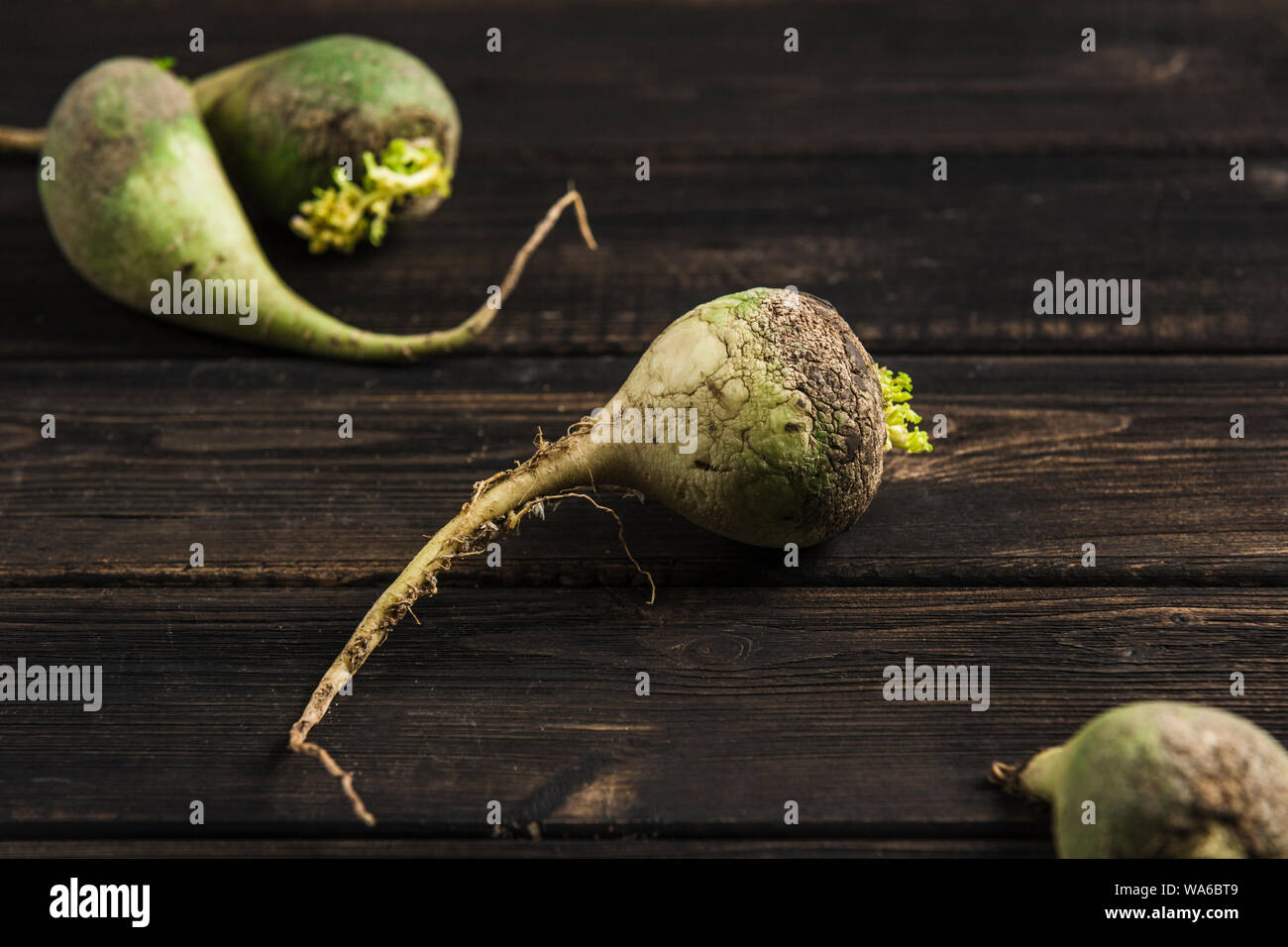 Ugly vegetable green radish with sprouts on a dark wooden natural ...