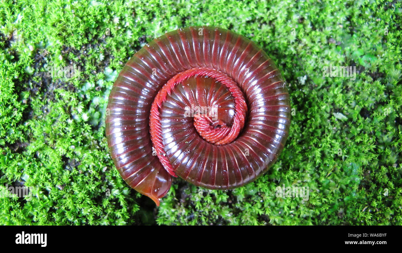 Red millipede hi-res stock photography and images - Alamy