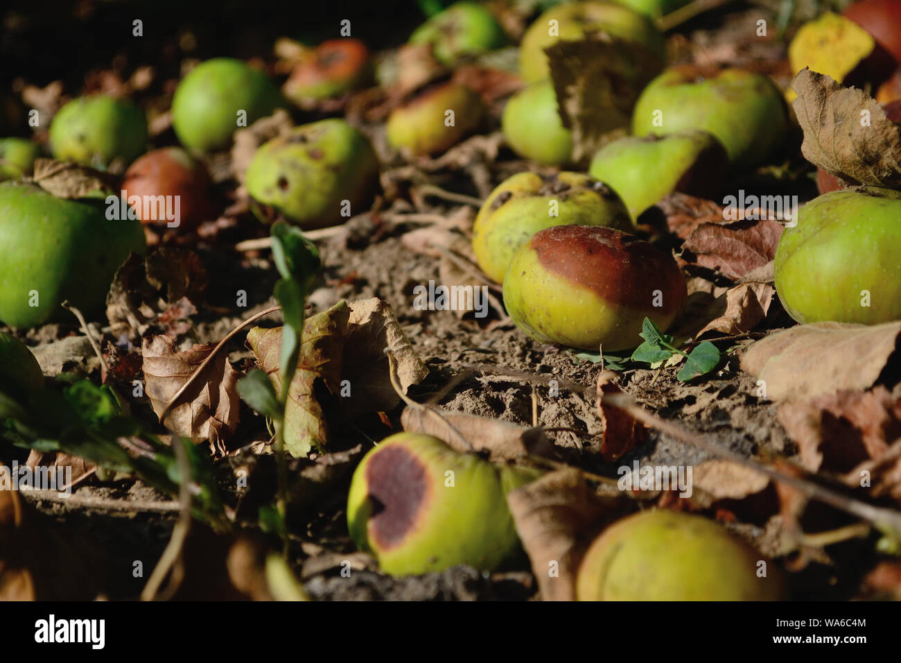 Apples on the ground hi-res stock photography and images - Alamy