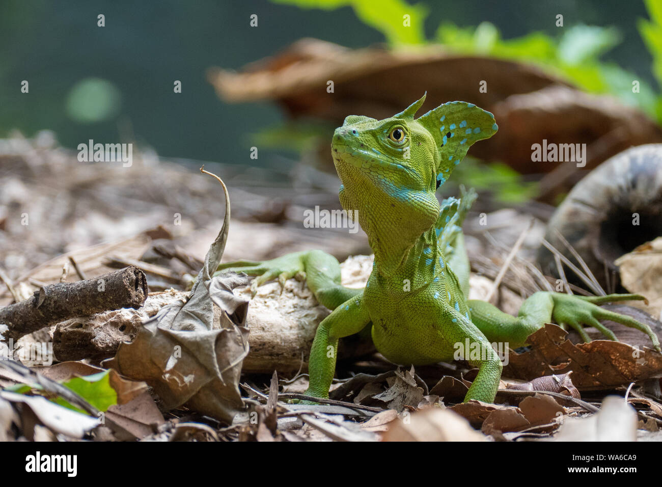 Jesus Christ lizard Stock Photo - Alamy
