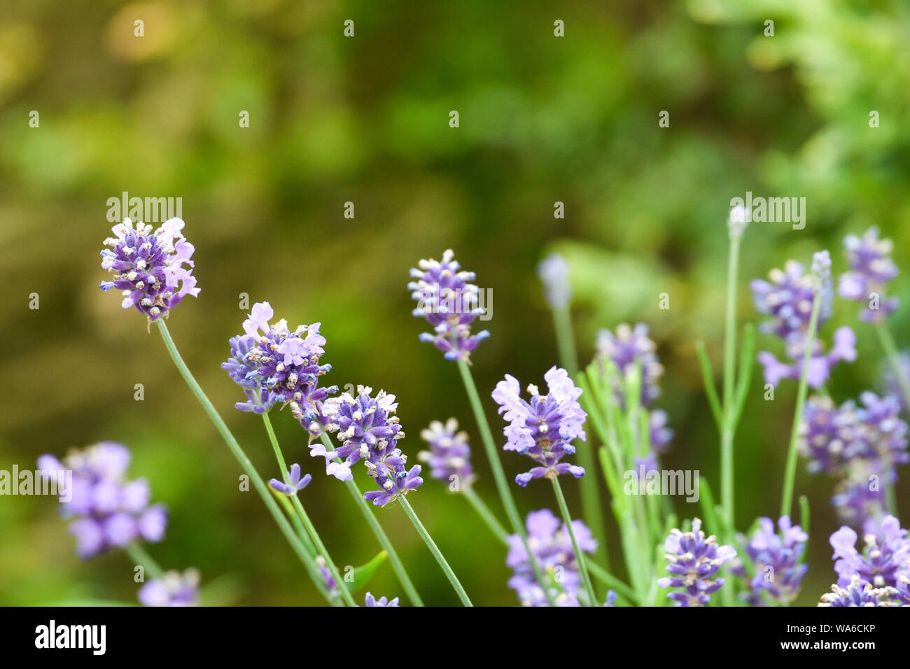 lavender flowering in summer Stock Photo - Alamy