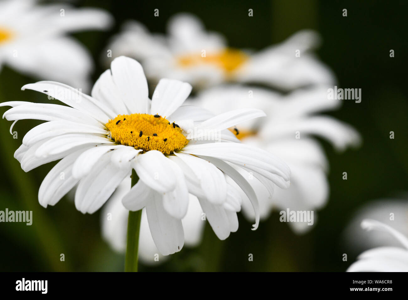 Wildflowers daisies hi-res stock photography and images - Alamy