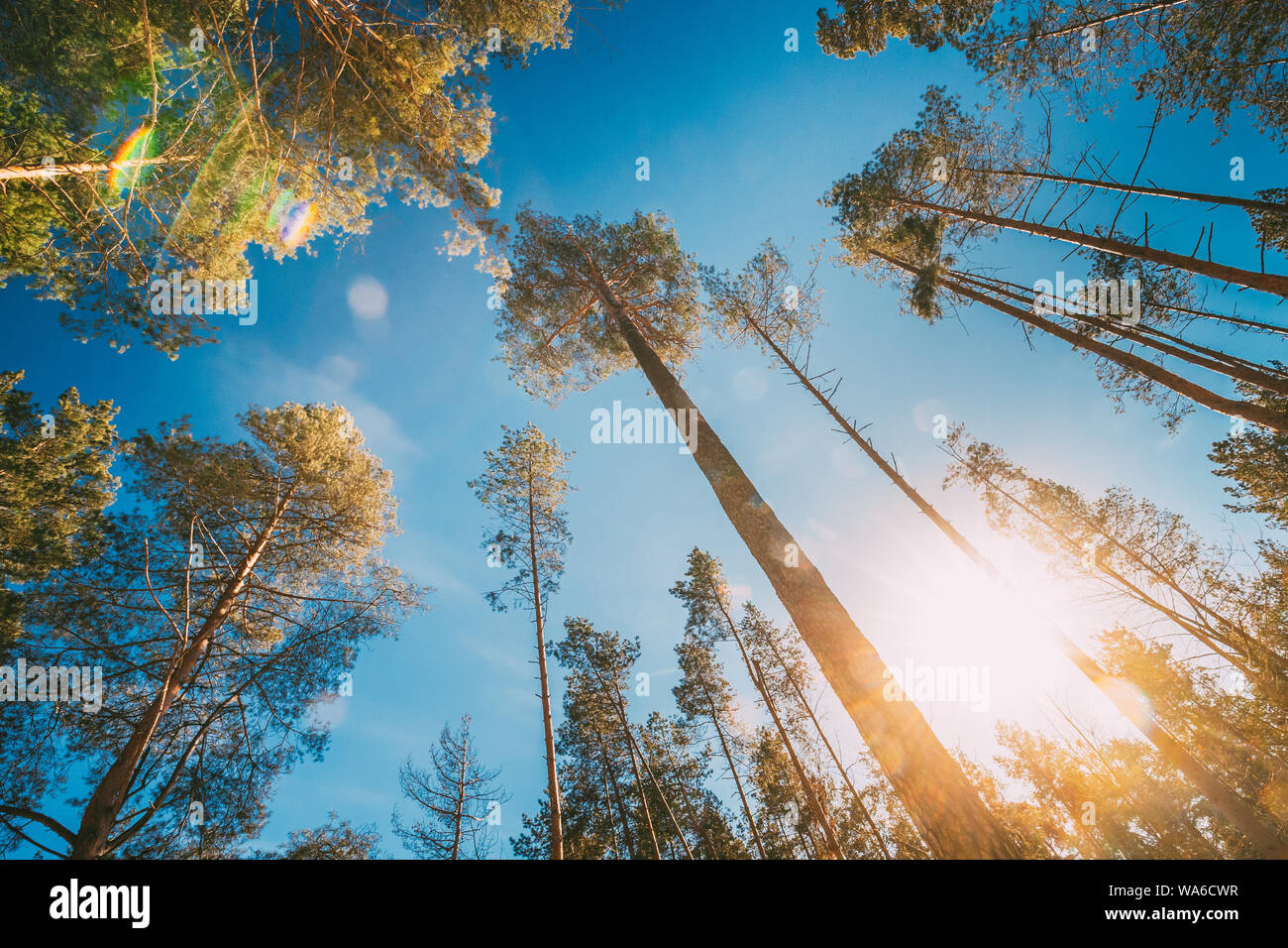 Top view pine tree trunk hi-res stock photography and images - Alamy