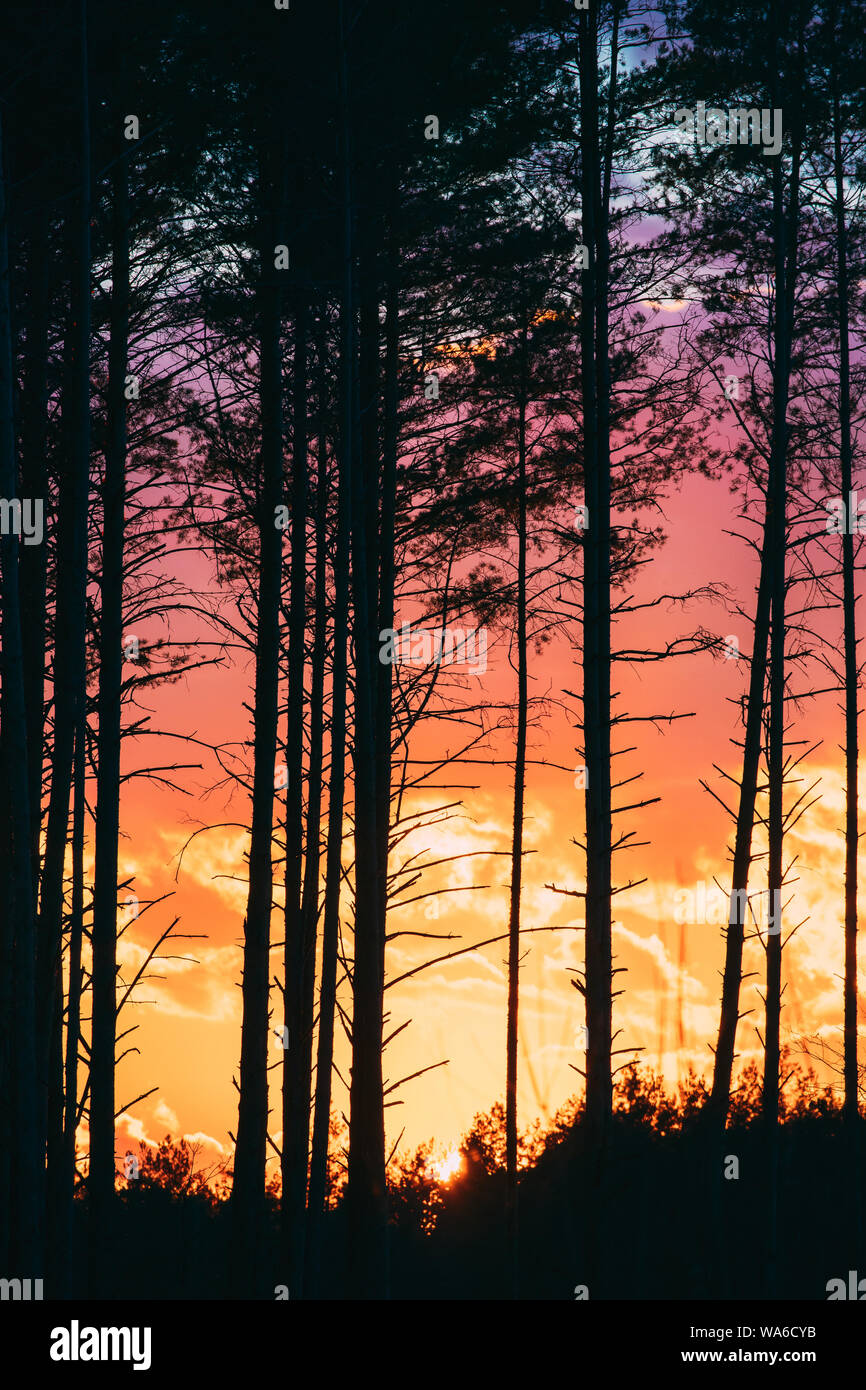 Tree trunk lit evening sun hi-res stock photography and images - Alamy