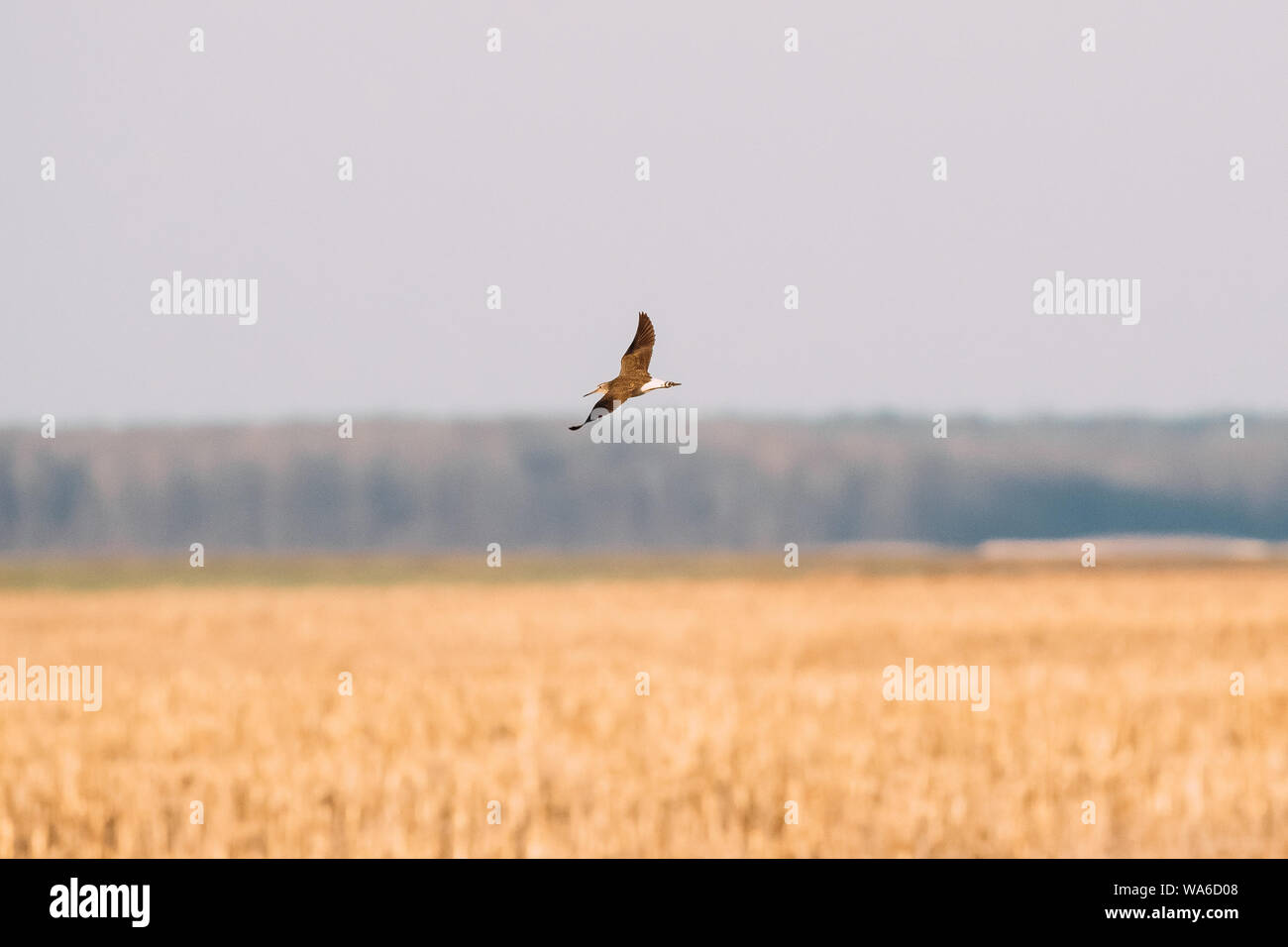 Belarus. Green Sandpiper - Tringa Ochropus Flying In Spring Sky. Small ...
