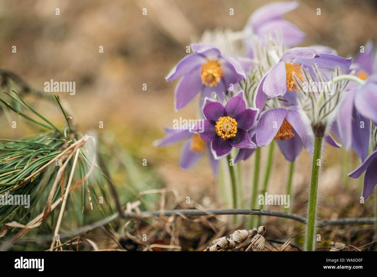 Belarus. Beautiful Wild Spring Flowers Pulsatilla Patens. Flowering ...
