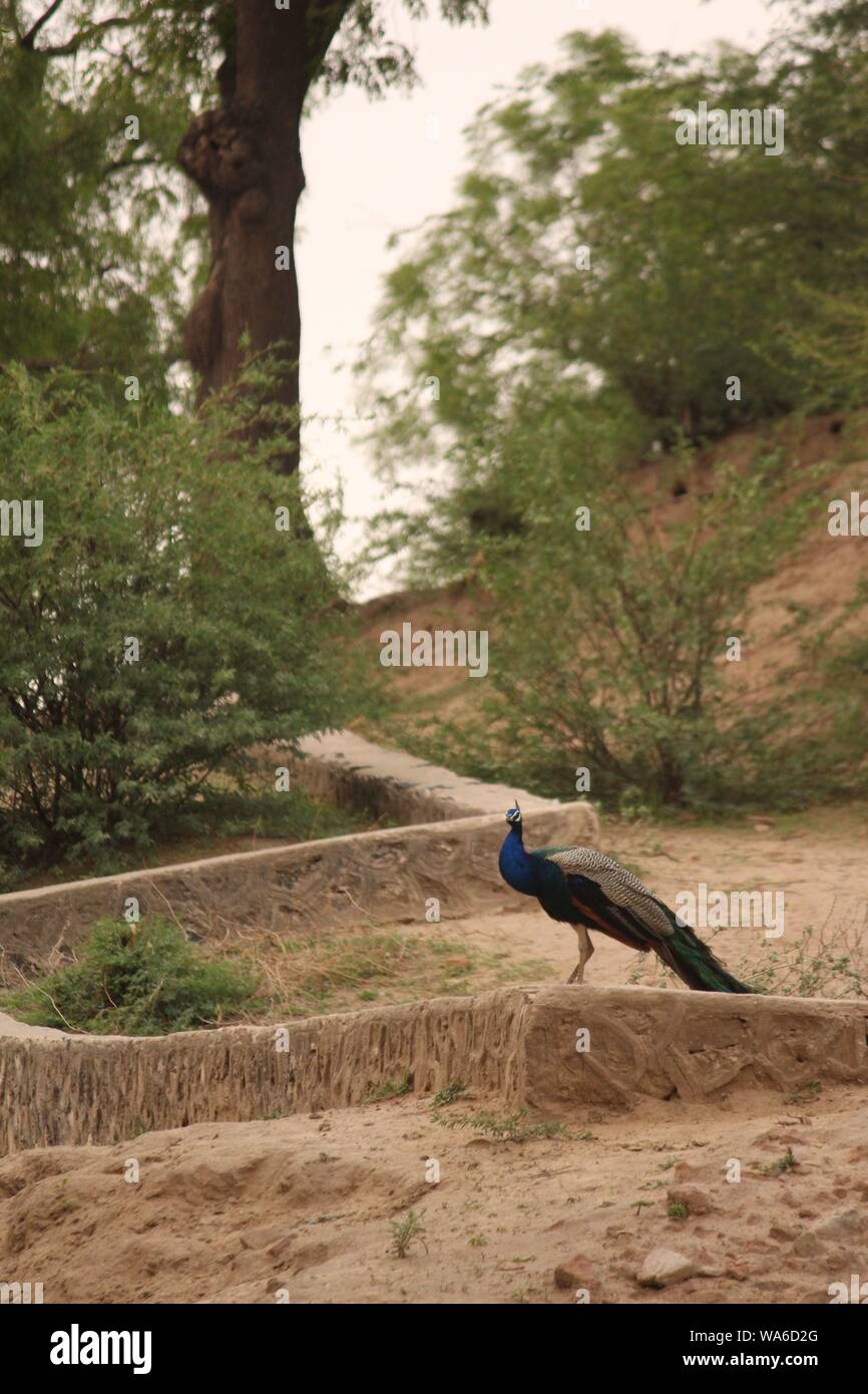 Jungle peacock hi-res stock photography and images - Alamy