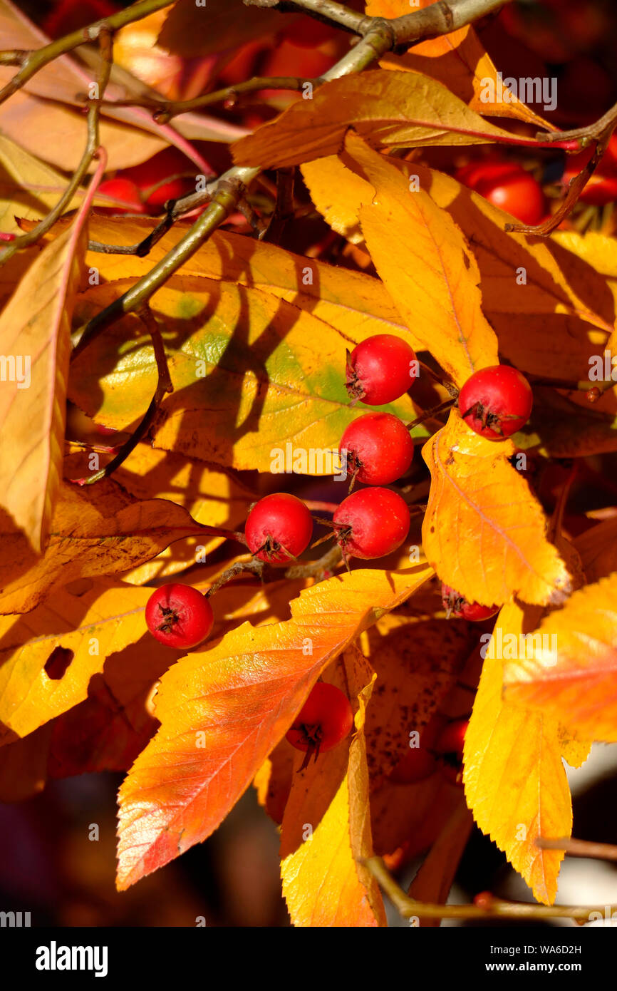 Willow-leaf cotoneaster (Cotoneaster salicifolius flococcus), branches ...