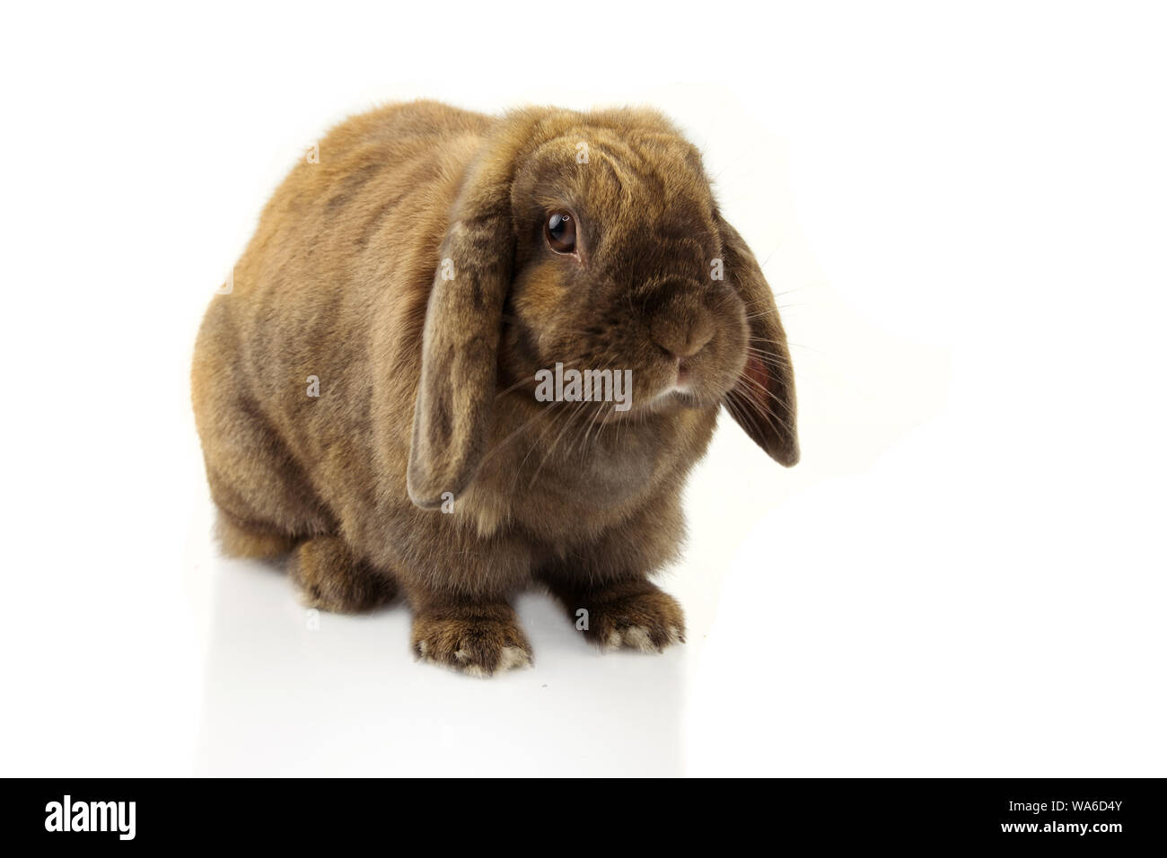 Rabbit mascot hi-res stock photography and images - Alamy