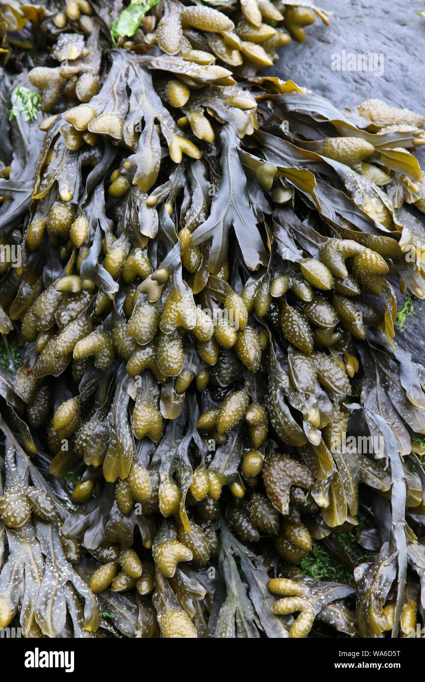fresh seaweed in close up detail Stock Photo - Alamy