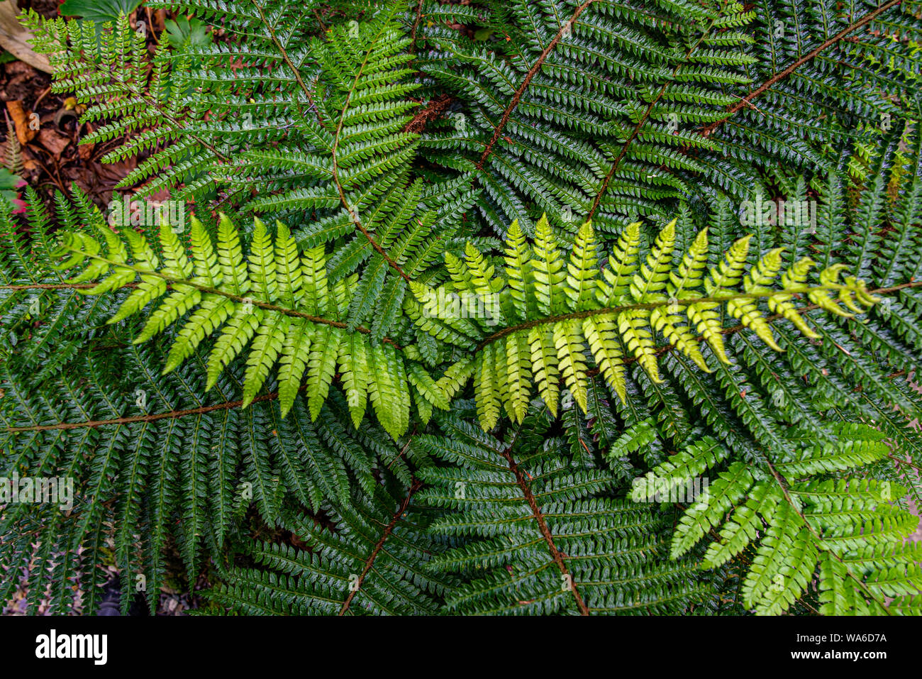 Ferns of various shades of green taken straight from above Stock Photo ...